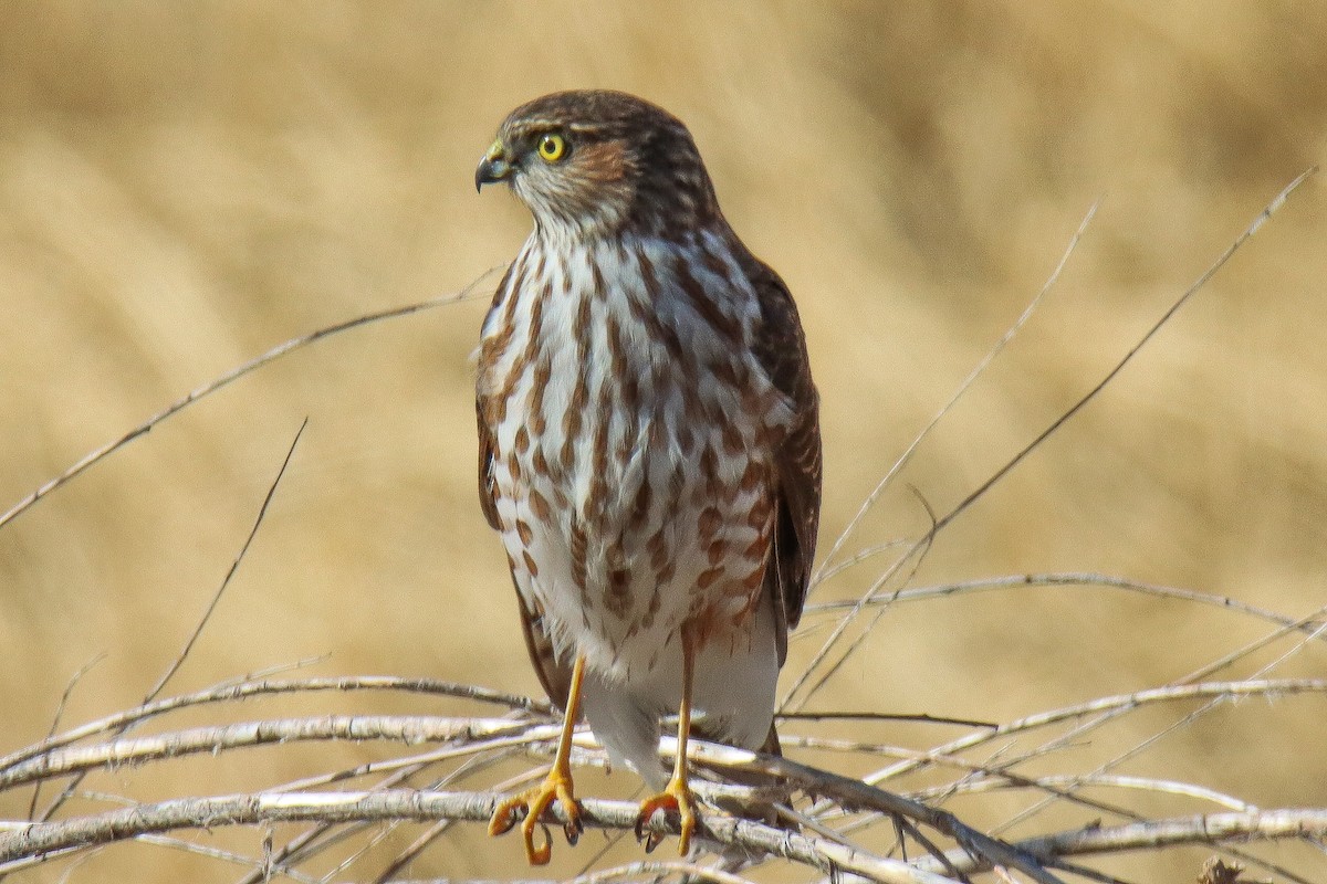 eBird Checklist - 27 Nov 2023 - Marana Wastewater Reclamation Facility ...
