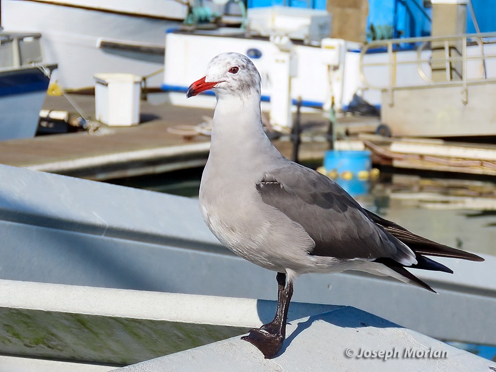 eBird Checklist - 27 Nov 2023 - Pillar Point Harbor - 8 species (+1 ...