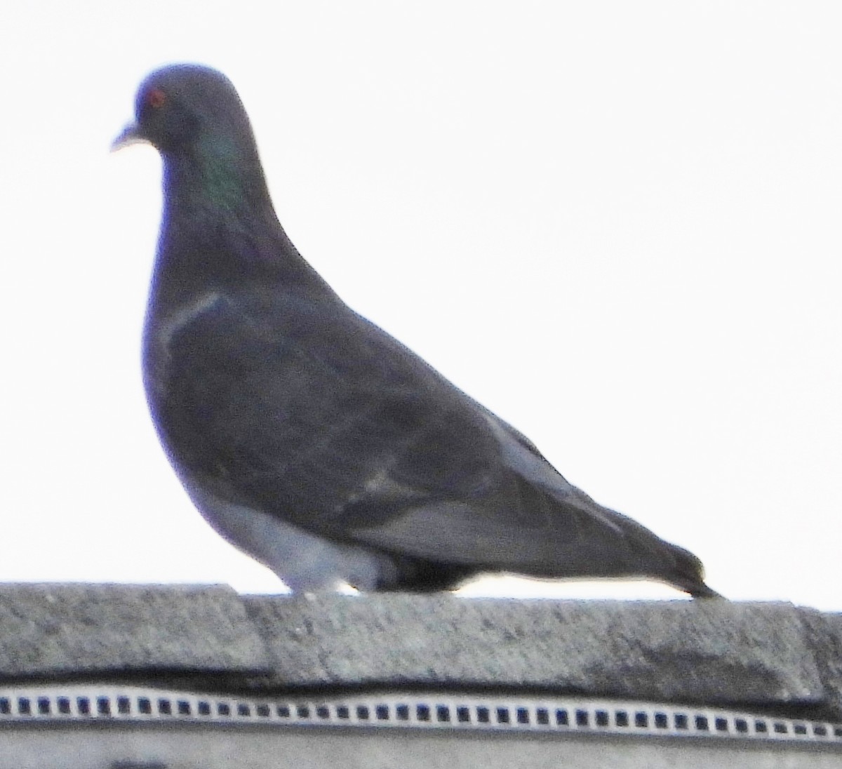 eBird Checklist - 27 Nov 2023 - Strafford County Farm Complex, Dover ...