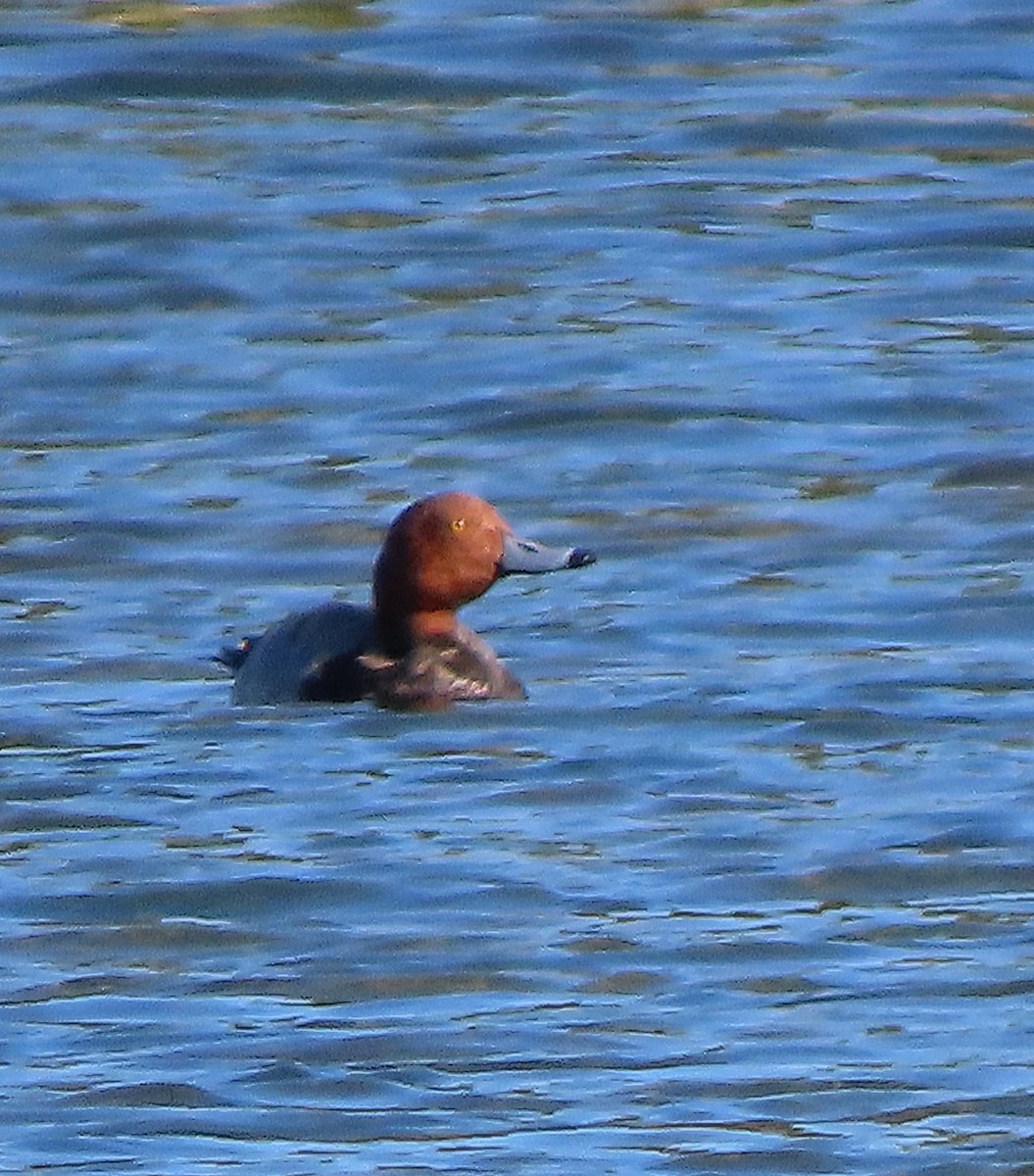 eBird Checklist - 27 Nov 2023 - Roosevelt Wetland - 28 species (+1 ...