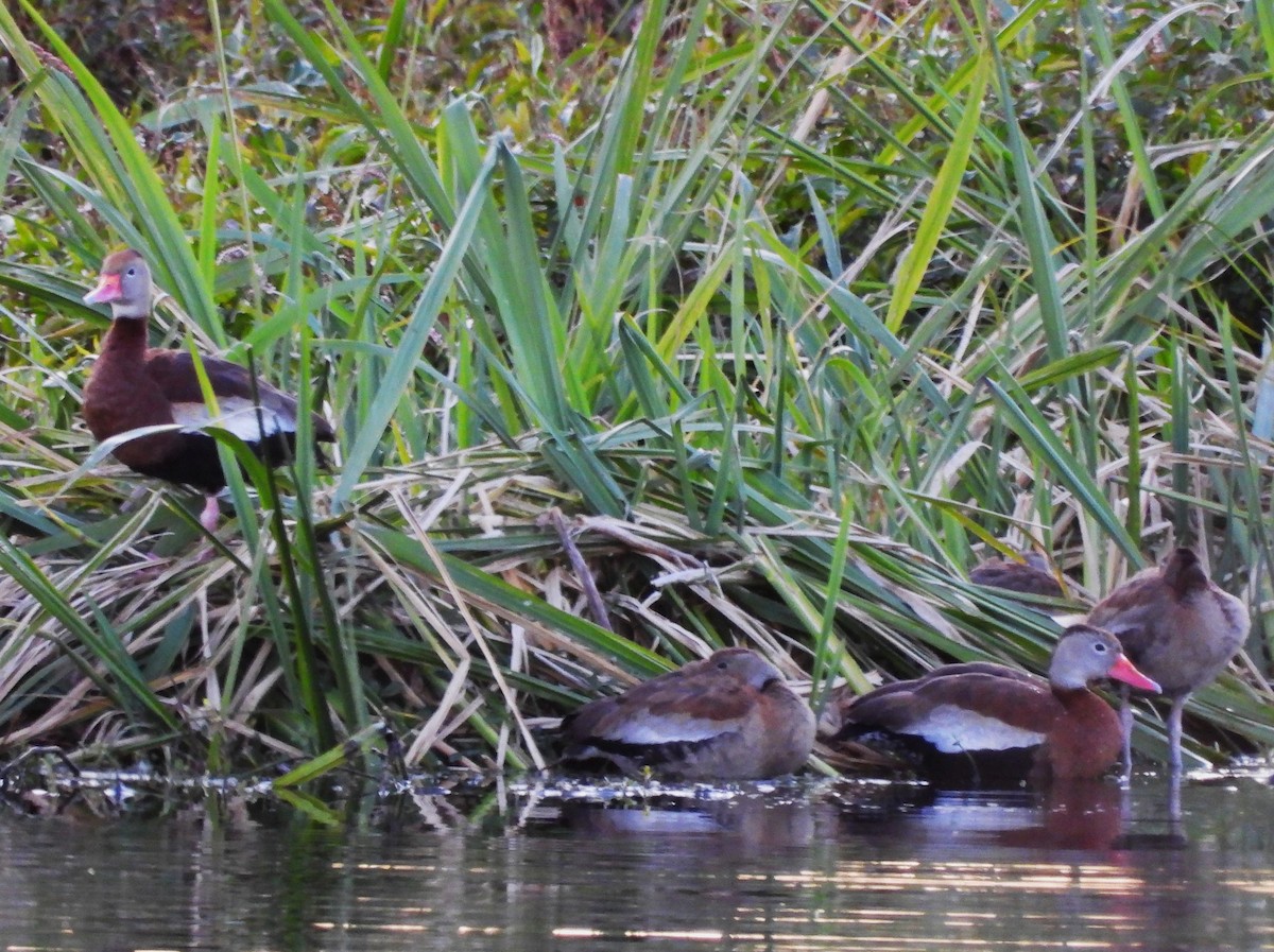 eBird Checklist - 27 Nov 2023 - Phinizy Swamp Nature Park - 25 species ...