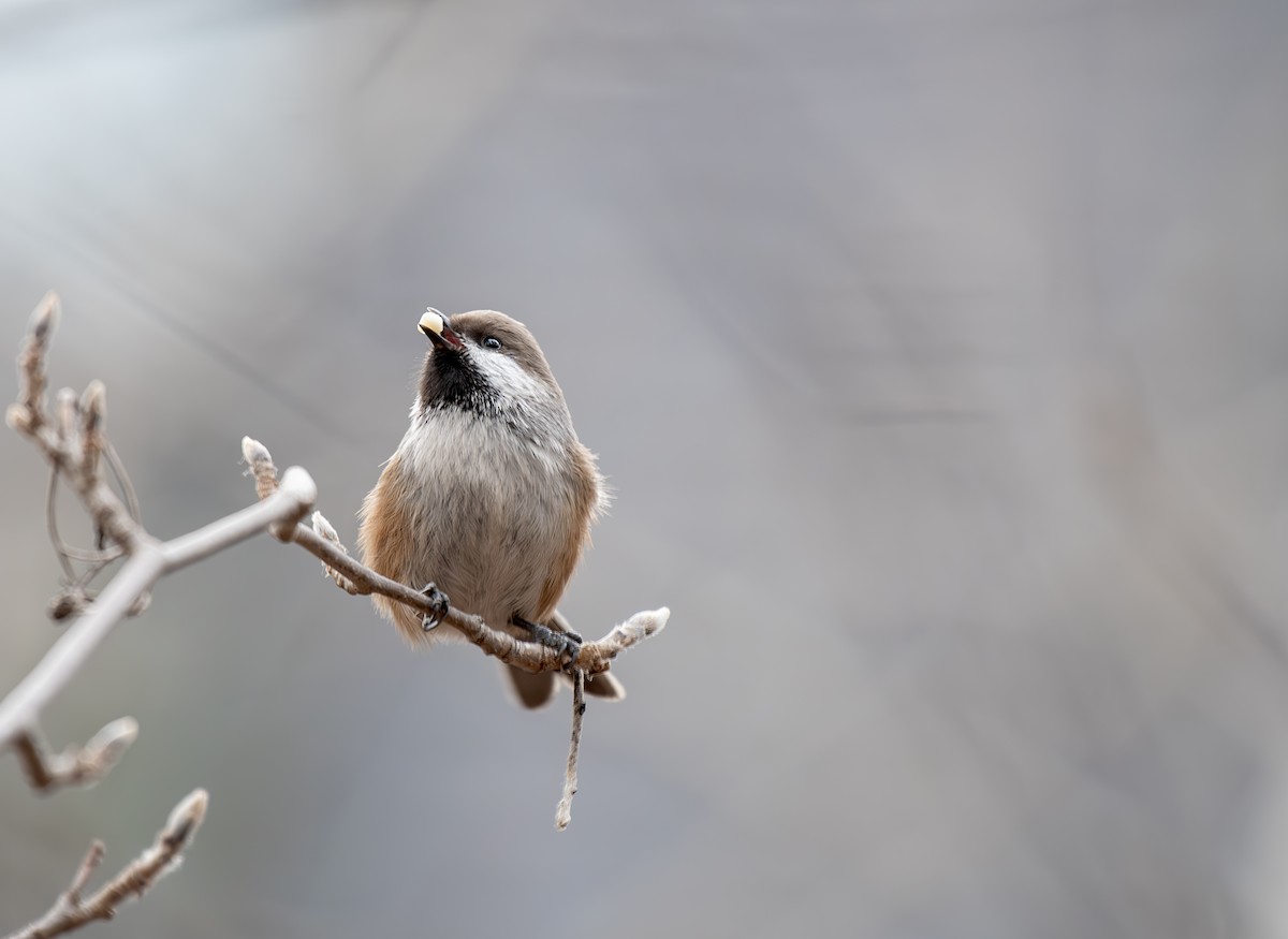 eBird Checklist - 27 Nov 2023 - Edmonton—Rutherford Trail - 13 species