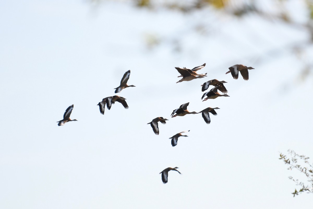 New Jersey eBird Checklist - 27 Nov 2023 - Wellington Environmental ...