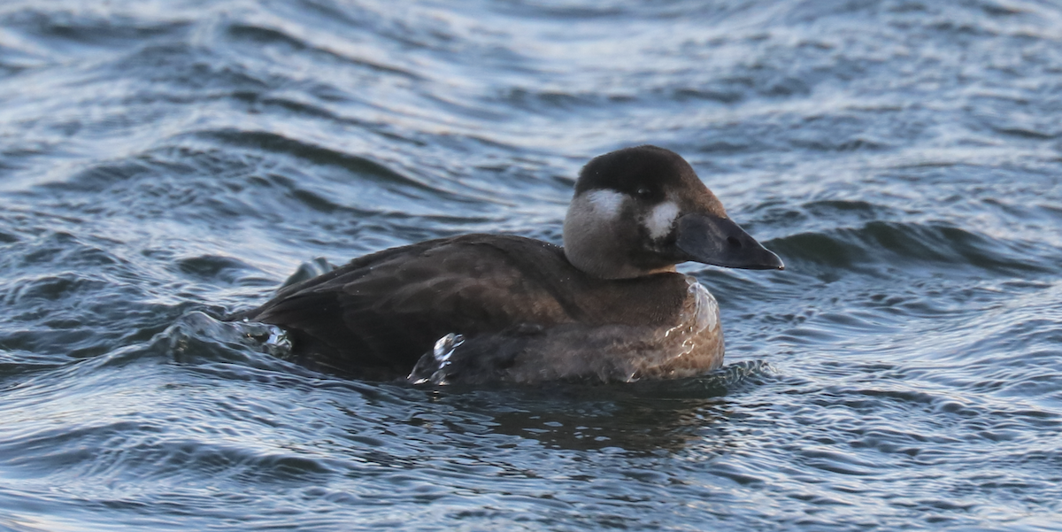 eBird Checklist - 27 Nov 2023 - Fall Creek Trail at Geist Dam - 20 species