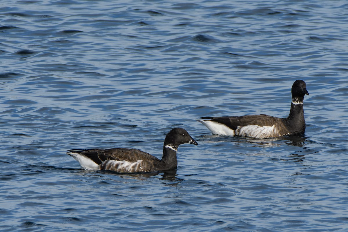 eBird Checklist - 26 Nov 2023 - Bolsa Chica Ecological Reserve - 69 ...