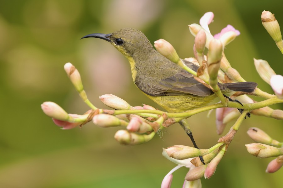 Ornate Sunbird (Ornate) - eBird