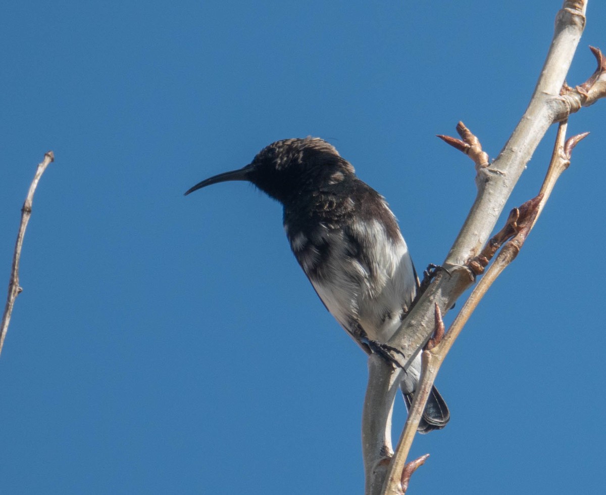 eBird Checklist - 4 Apr 2023 - De Beer Road, Strand - 5 species