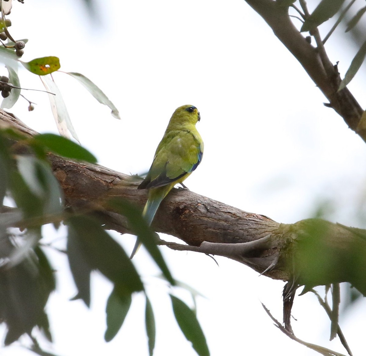 eBird Checklist - 28 Nov 2023 - 3409, Duchembegarra AU-VIC -36.60477, 141.86540 - 40 species