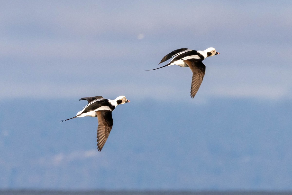eBird Canada Checklist - 27 Nov 2023 - Salish Sea Sand Heads to Roberts ...