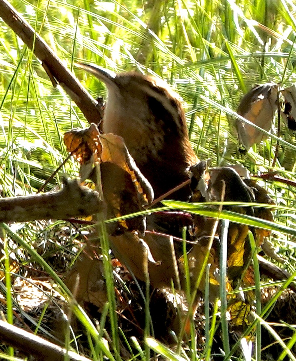 eBird Checklist - 28 Nov 2023 - 104 Summer St, Lancaster, NH - 11 species