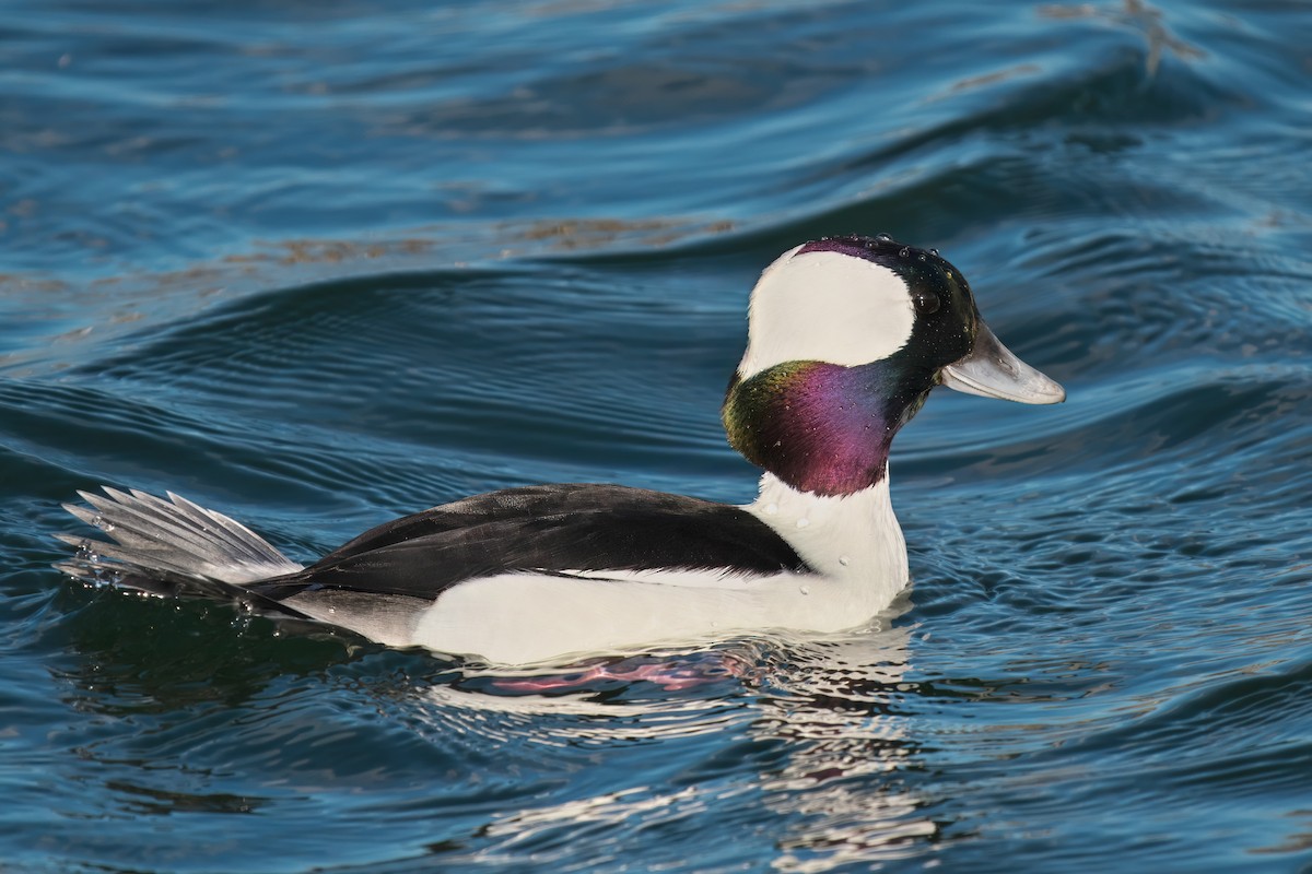 eBird Checklist - 28 Nov 2023 - Oakville--Bronte Harbour - 21 species