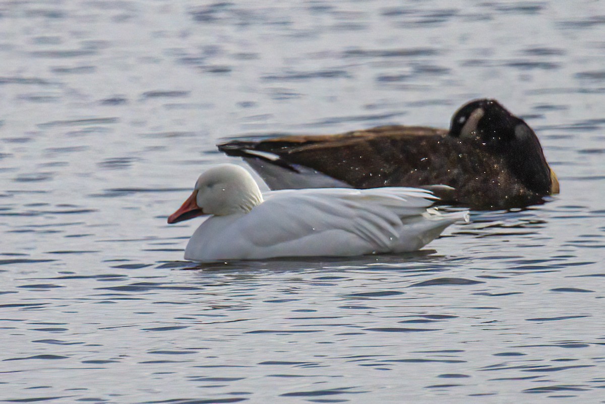 eBird Checklist - 28 Nov 2023 - Cadillac Mi. - 3 species