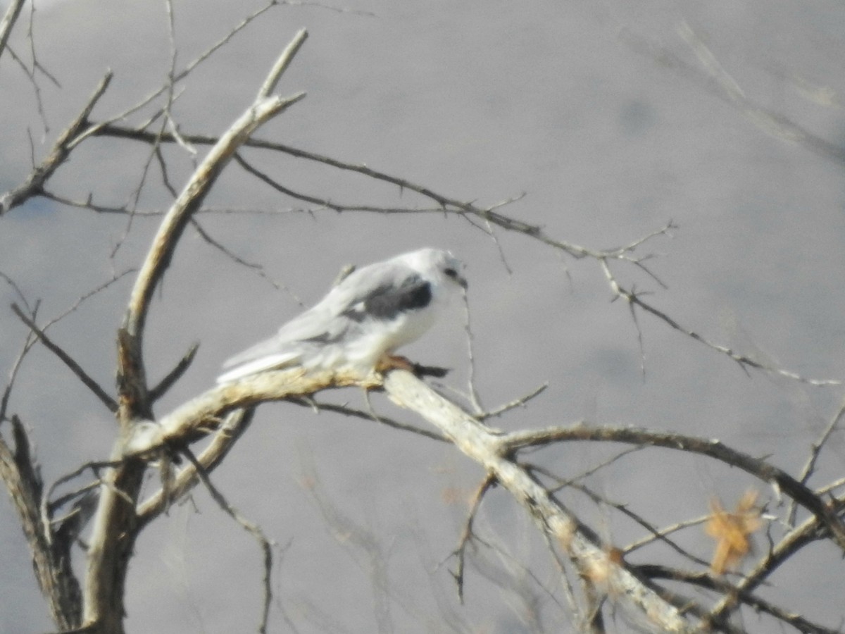 eBird Checklist - 28 Nov 2023 - Bosque del Apache NWR--North Loop ...