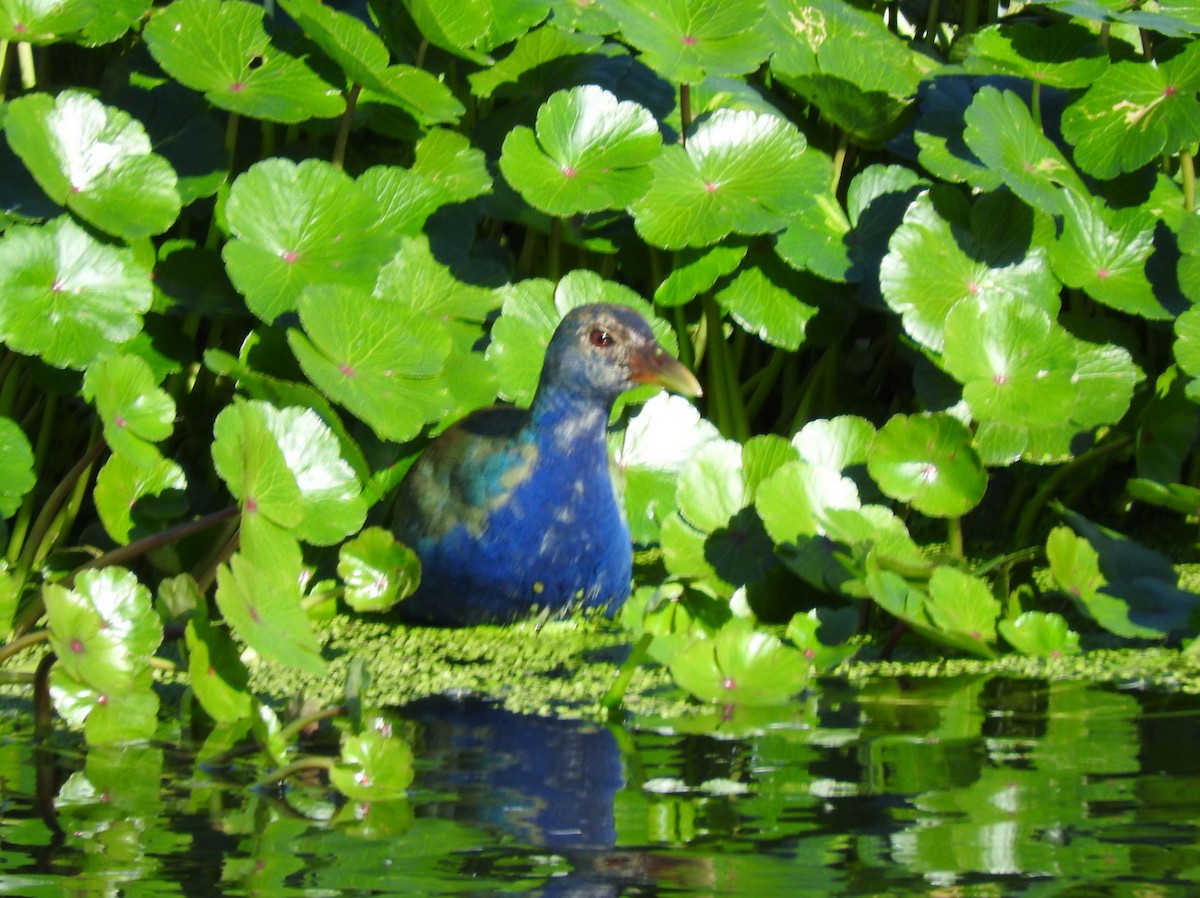 eBird Checklist - 28 Nov 2023 - Phinizy Swamp Nature Park - 34 species