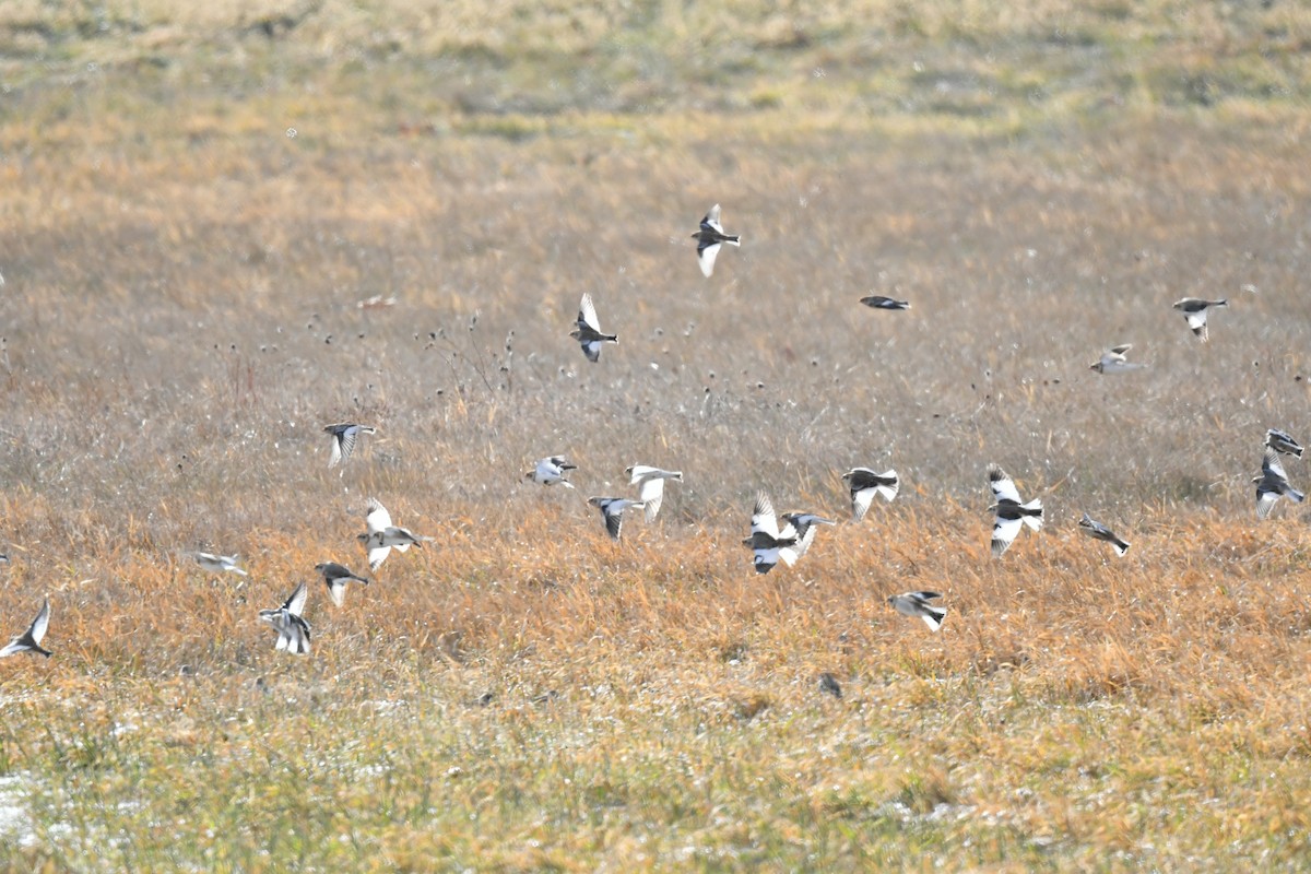 eBird Checklist - 28 Nov 2023 - Camden township - 1 species