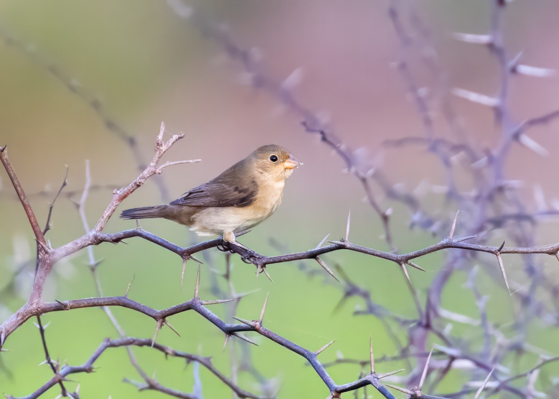 estrela-do-norte/bigodinho - eBird