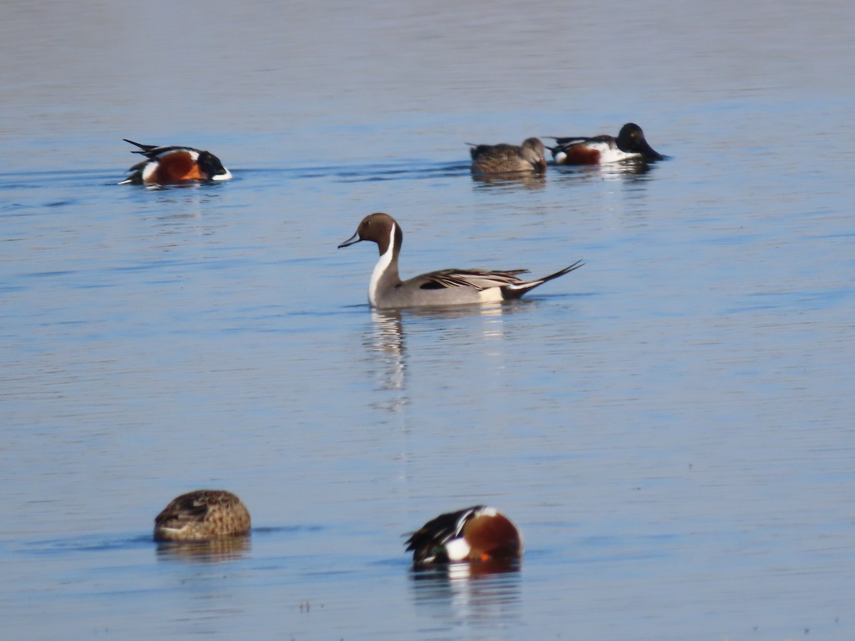 eBird Checklist - 28 Nov 2023 - Merced NWR - 55 species (+1 other taxa)