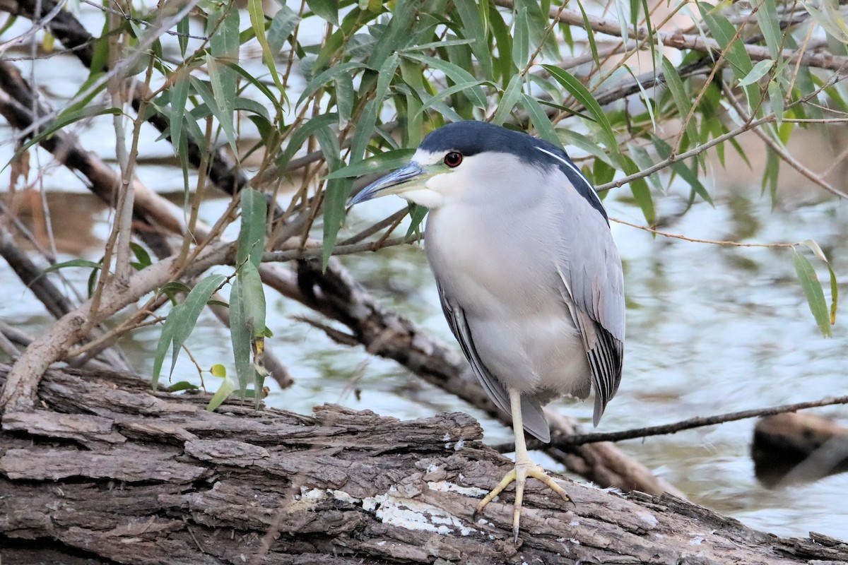 eBird Checklist - 28 Nov 2023 - Riparian Preserve at Gilbert Water ...