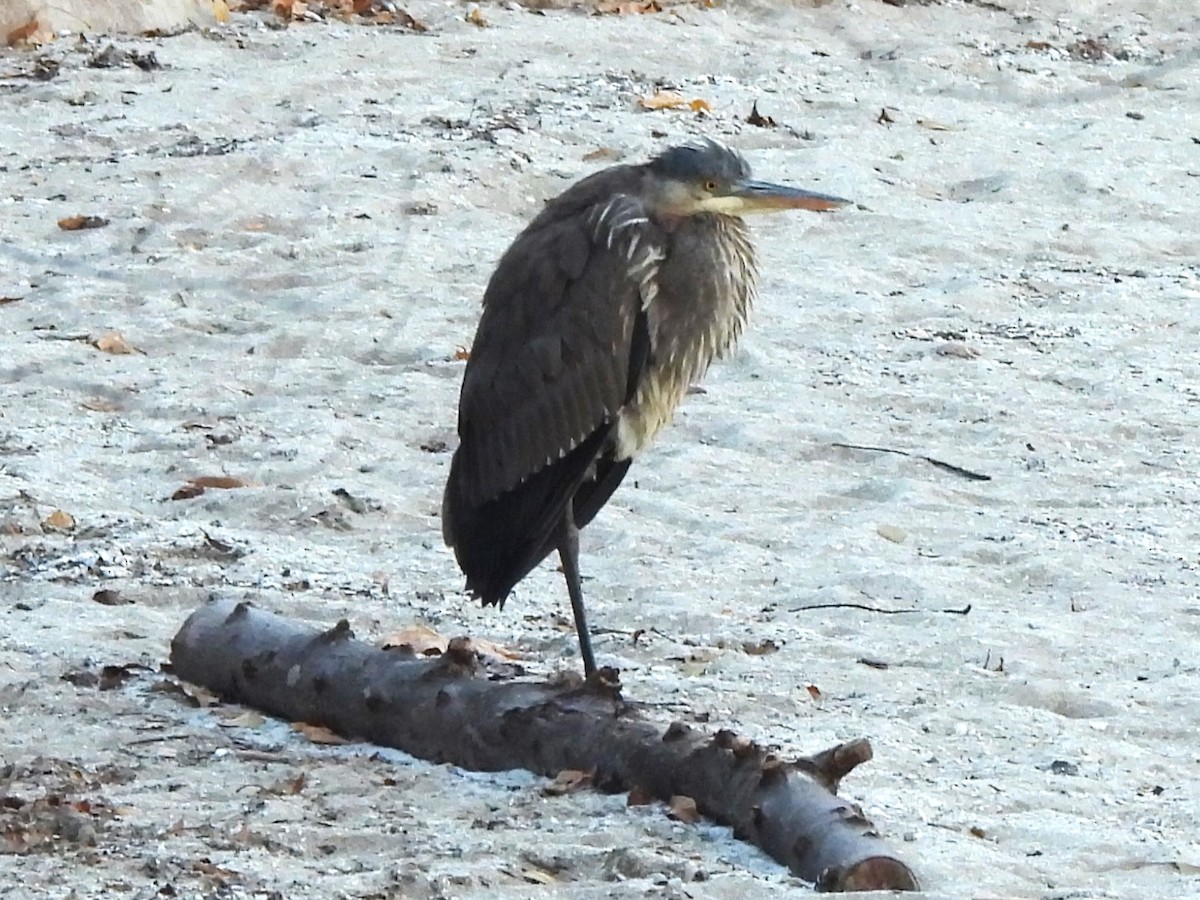 eBird Checklist - 28 Nov 2023 - Oakville--South Shell Park and Suncor ...