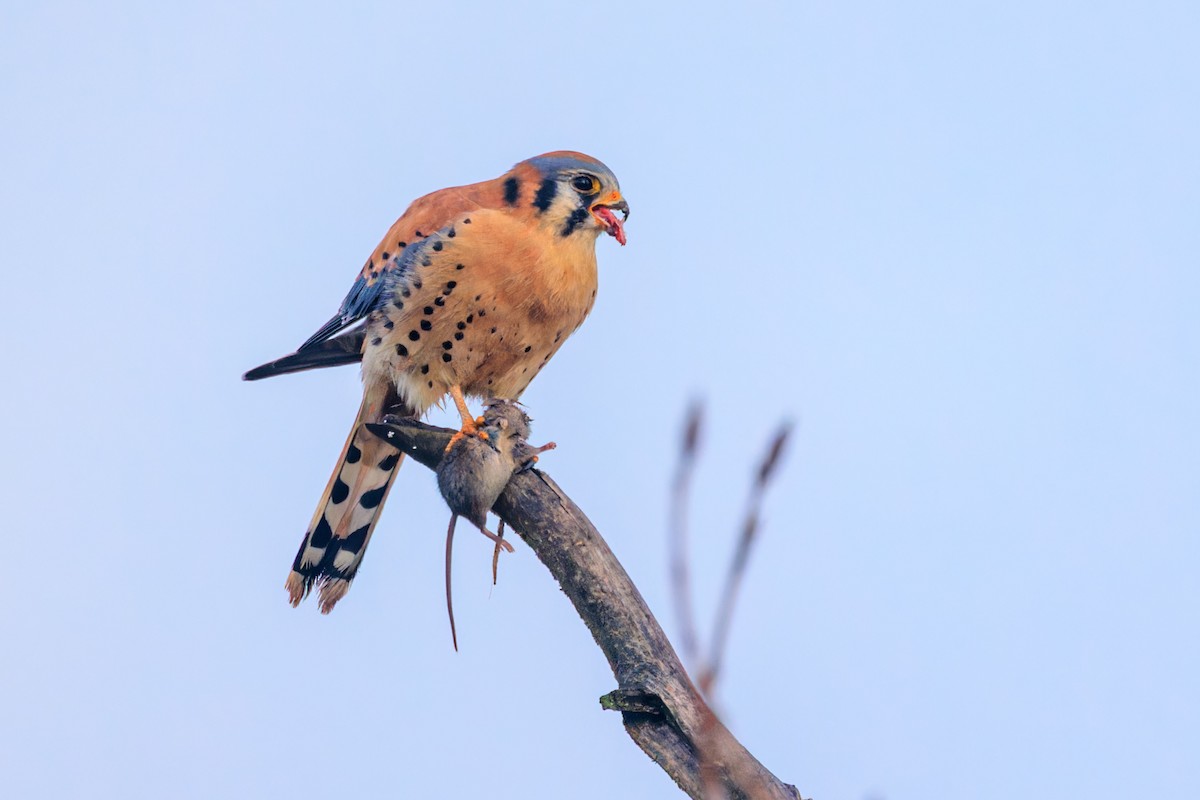 (Noord-)Amerikaanse torenvalk - eBird