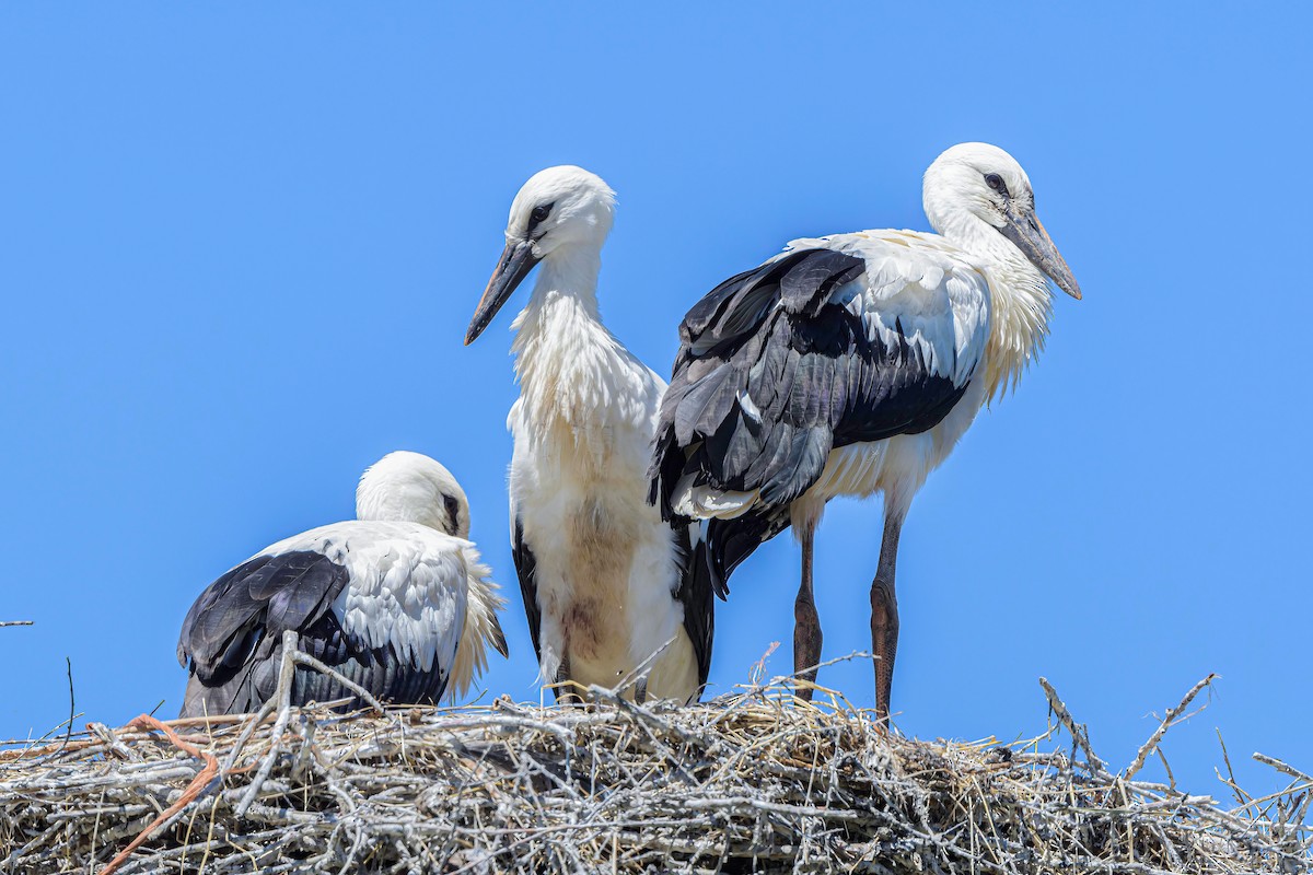 El evento de jóvenes observadores de aves de Cornell lab 2024 - eBird España