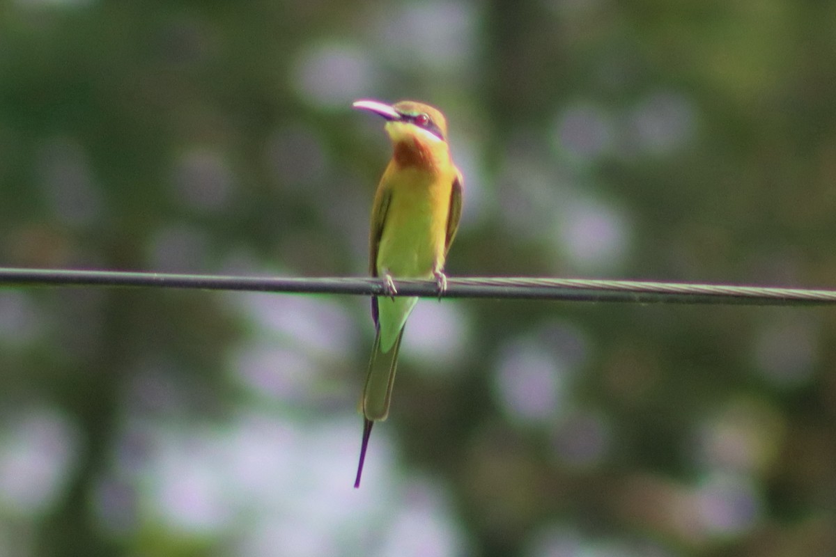 eBird Checklist - 29 Nov 2023 - Napoles Paddy, Bago City - 11 species ...