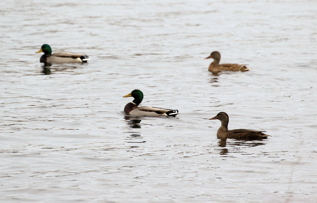eBird Checklist - 25 Nov 2023 - Cap St Jacques - 20 species