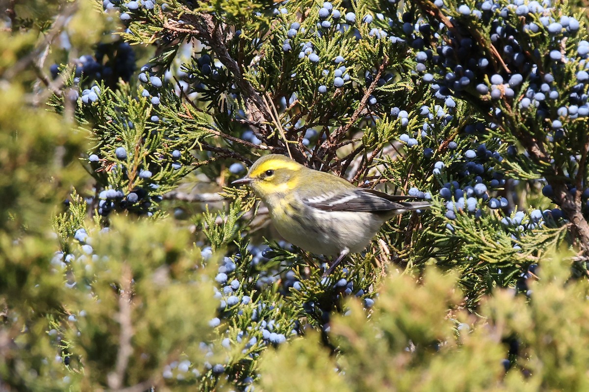 eBird Checklist - 29 Nov 2023 - Edwin B. Forsythe NWR--Eno's Pond - 6 ...