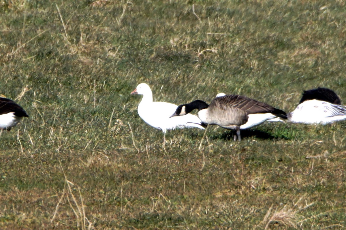 eBird Checklist - 29 Nov 2023 - Amherst Point Migratory Bird Sanctuary ...