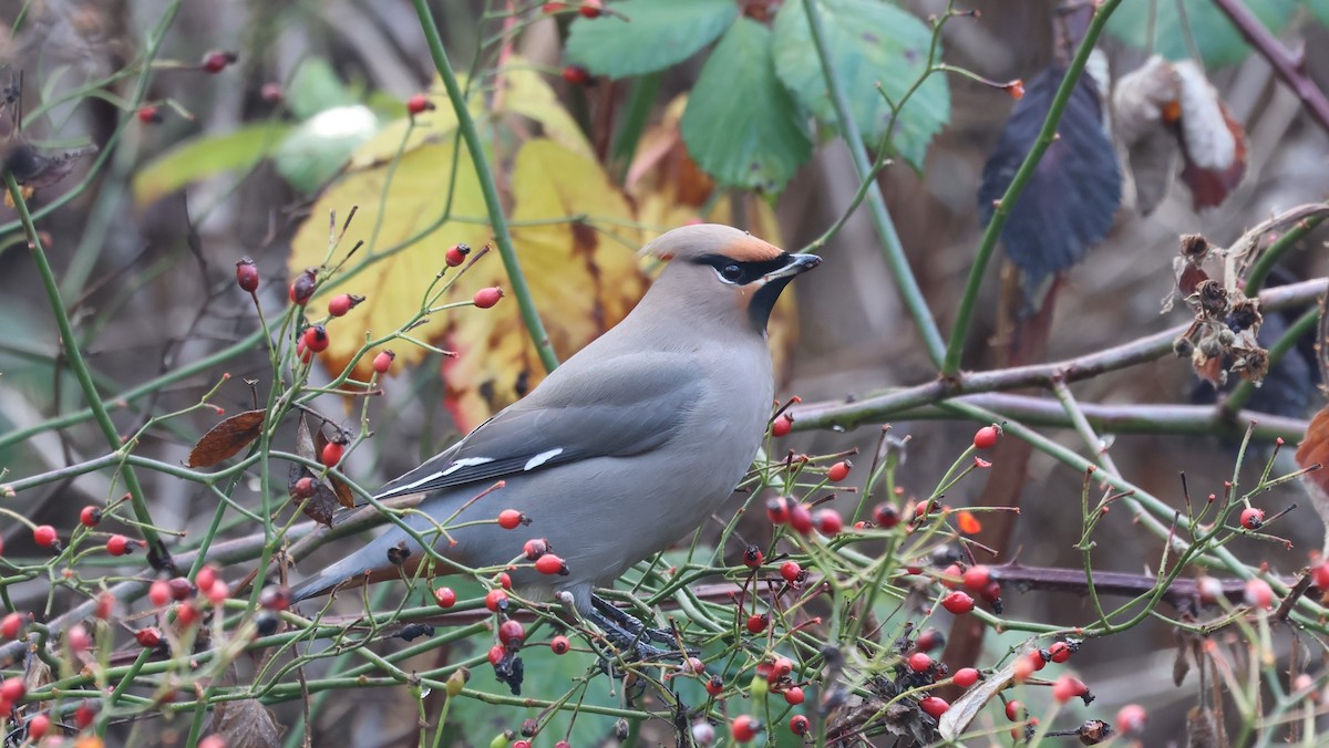 eBird Checklist - 29 Nov 2023 - Richmond--Terra Nova - 41 species