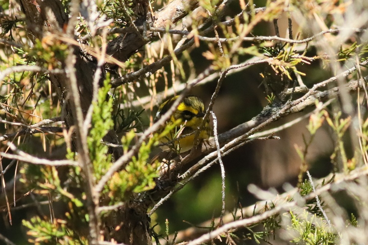 eBird Checklist - 29 Nov 2023 - Eno's Pond Park - 28 species (+1 other ...