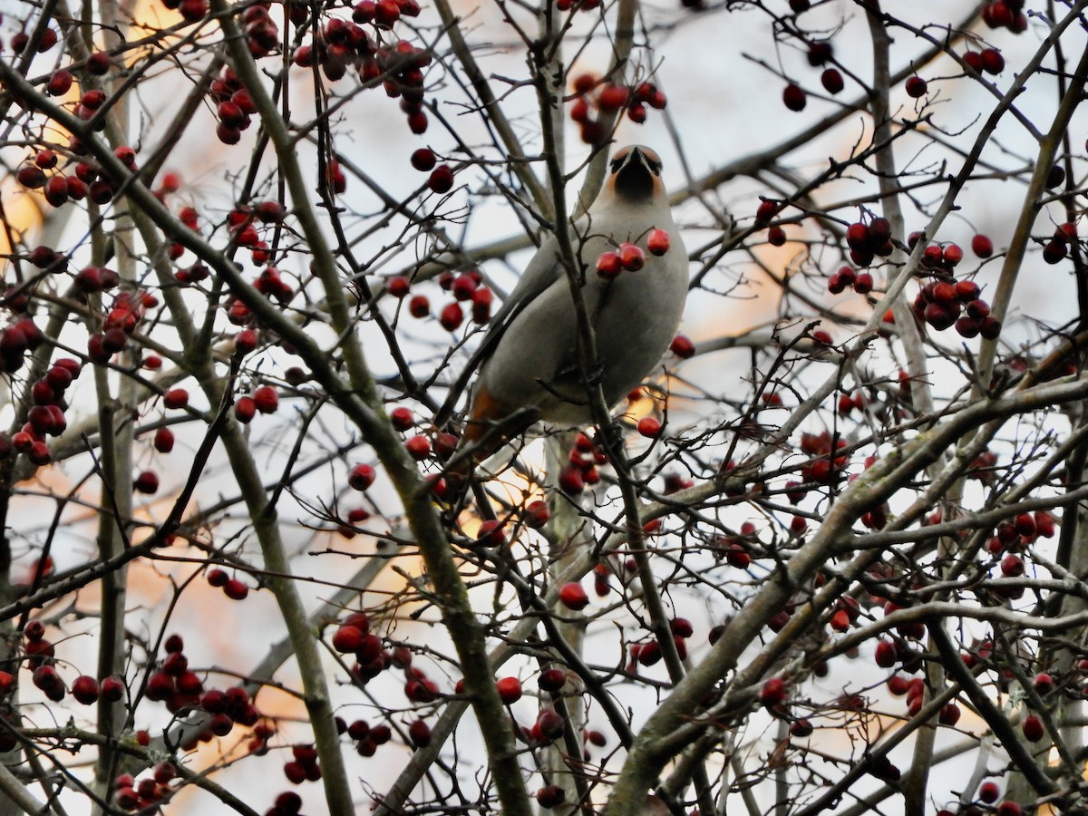 eBird Checklist - 29 Nov 2023 - Richmond--Terra Nova - 25 species