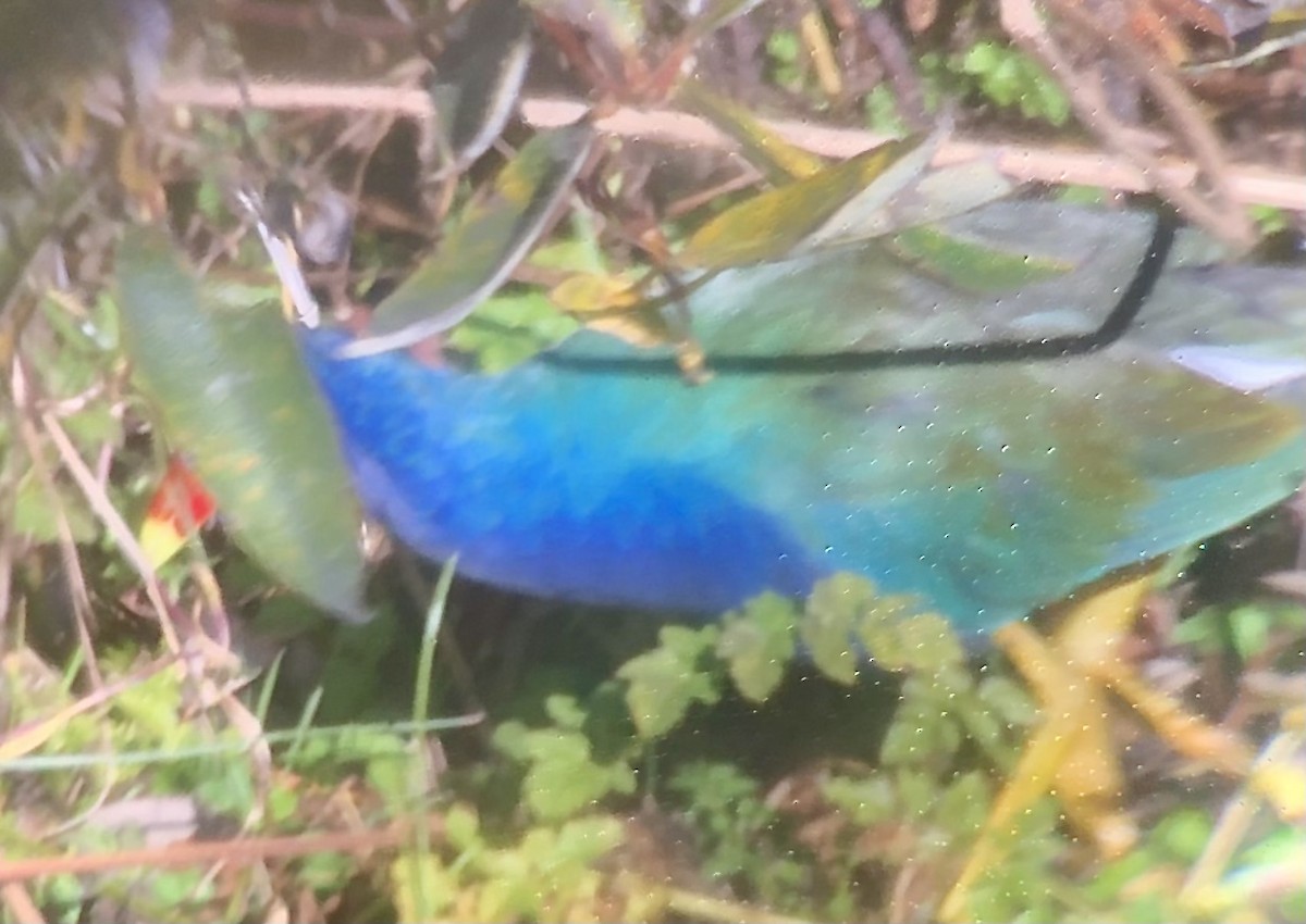 eBird Checklist - 29 Nov 2023 - Arcata Marsh and Wildlife Sanctuary ...