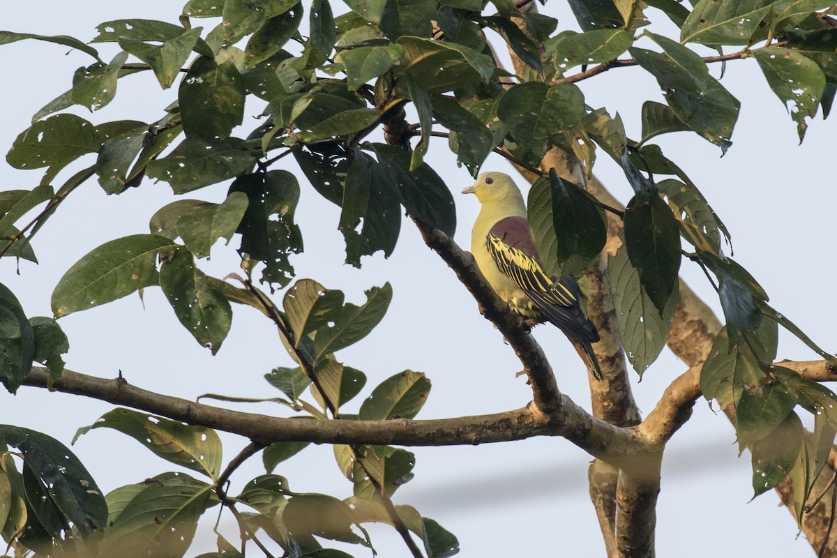 eBird India Checklist - 24 Nov 2023 - Garva Agro Tourism - 59 species