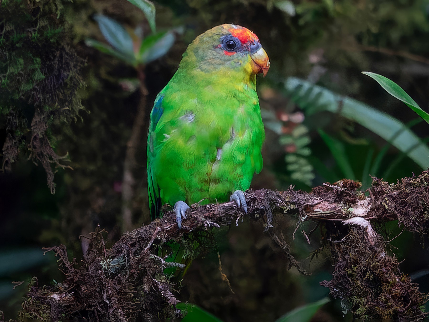 Red-fronted Parrotlet - eBird