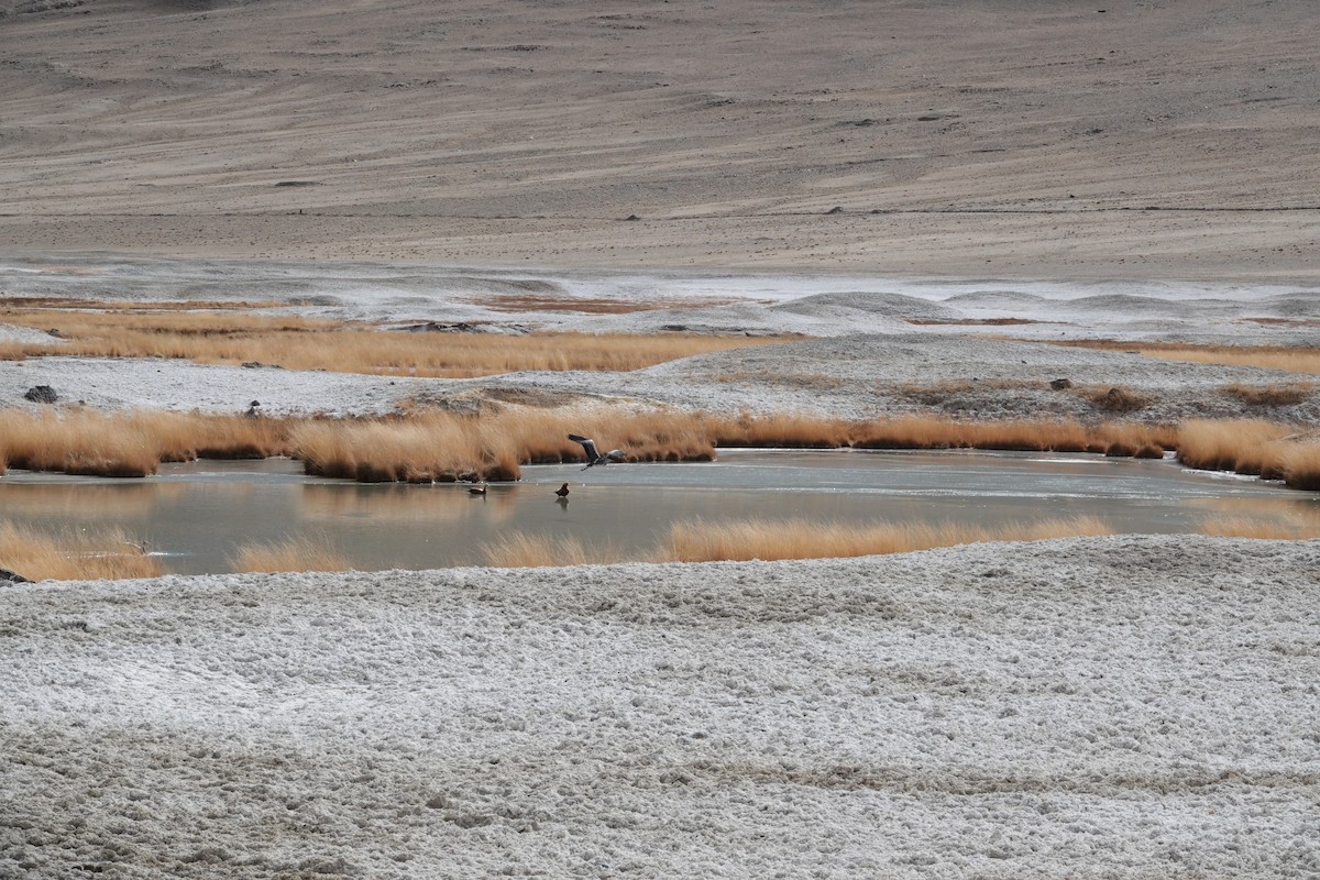 eBird Checklist - 24 Nov 2023 - Puga - 11 species (+1 other taxa)