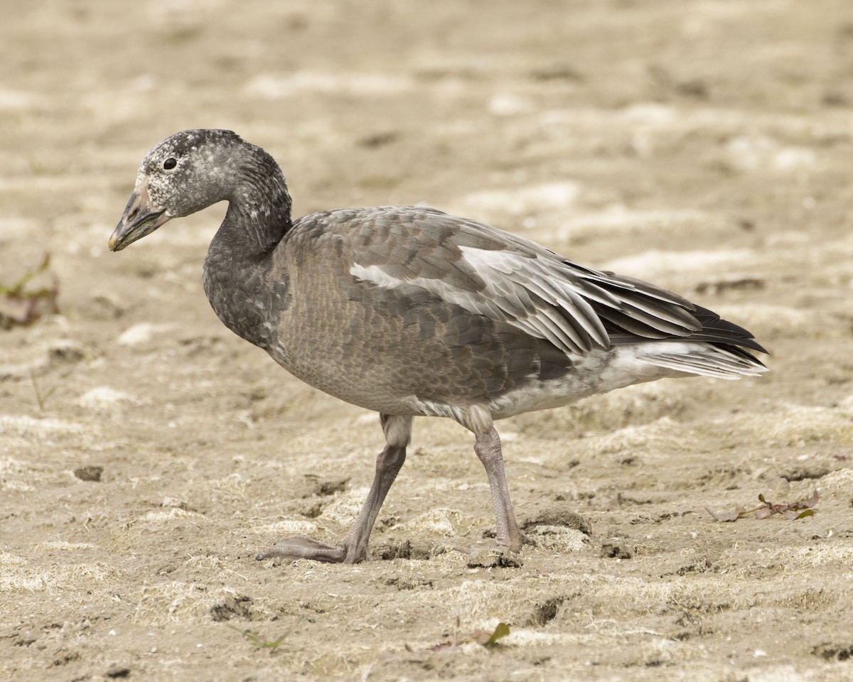 eBird Checklist - 29 Nov 2023 - Stillhouse Hollow Lake- Union Grove WMA ...