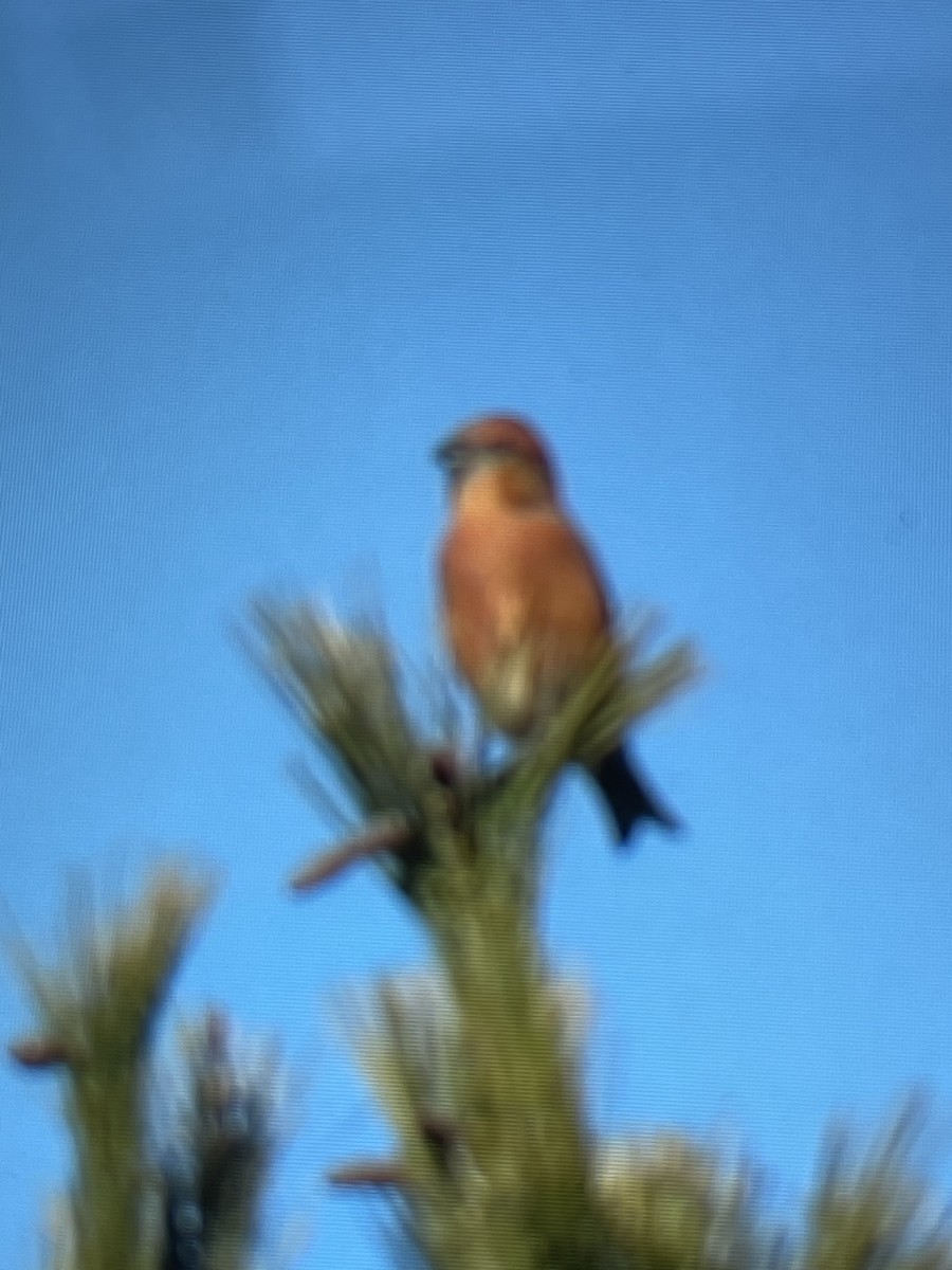 eBird Checklist - 30 Nov 2023 - Nicholas Farm Management Area--Nicholas ...