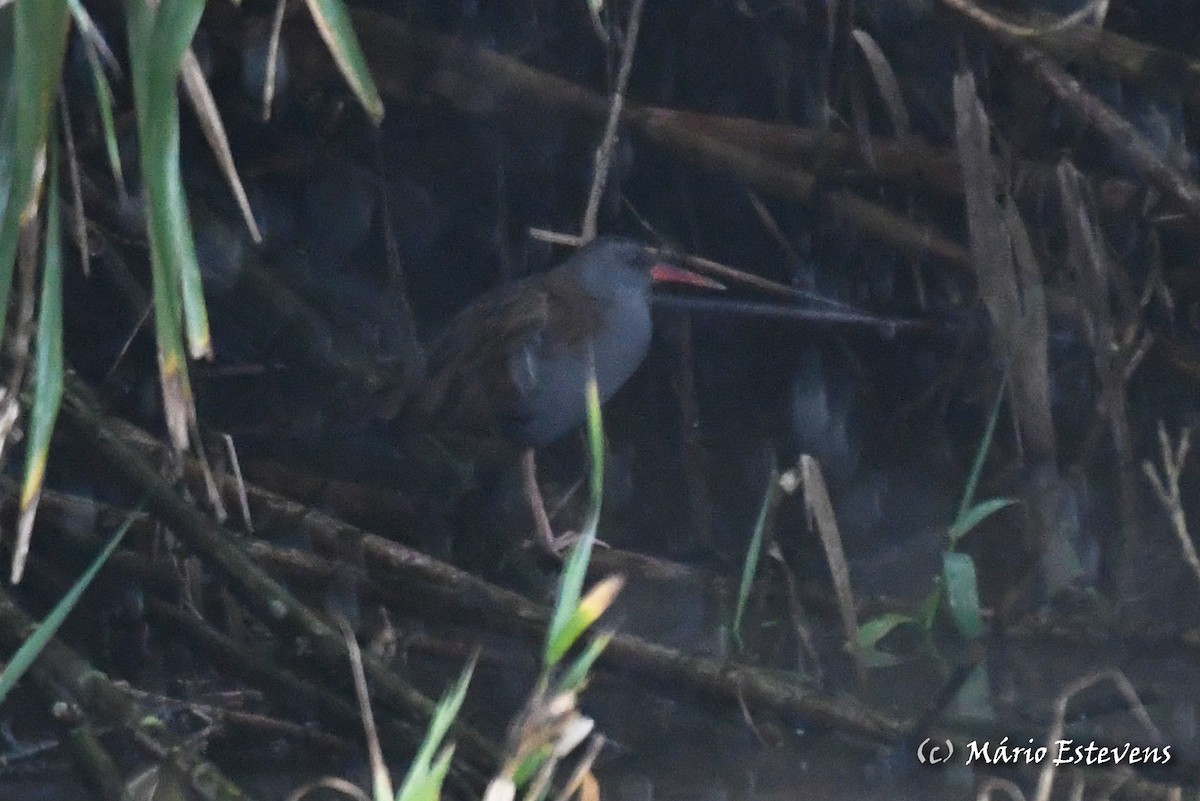 eBird Checklist - 30 Nov 2023 - Pêra de Baixo - 24 species (+1 other taxa)