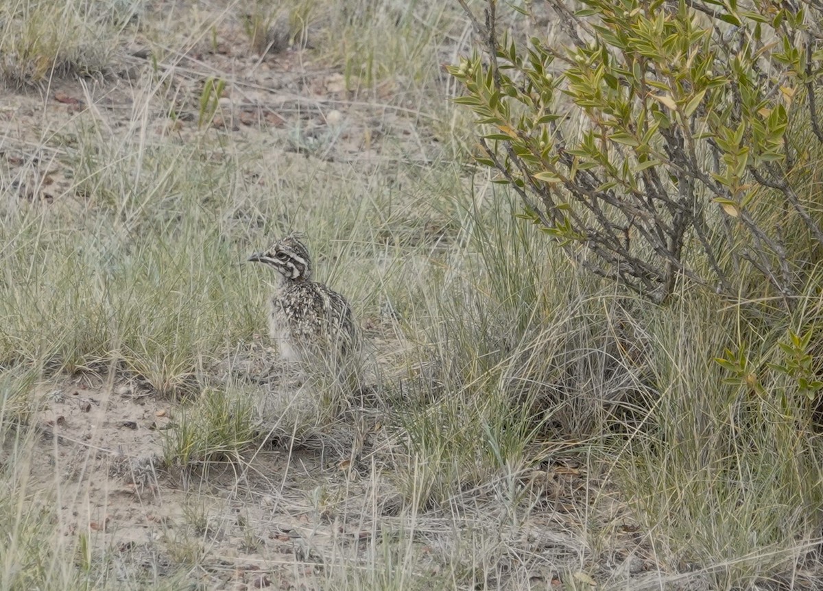 eBird Checklist - 5 Nov 2023 - Puerto Madryn--Cota 130 - 16 species