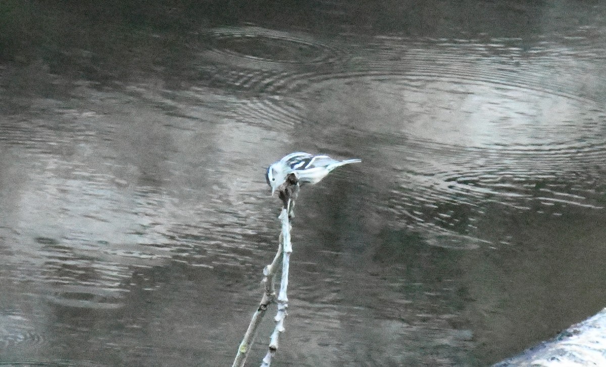 eBird Checklist - 30 Nov 2023 - Whitaker Ponds Nature Park - 13 species