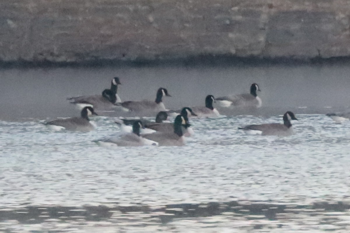 eBird Checklist - 30 Nov 2023 - Colyer Lake Recreation Area - 21 ...