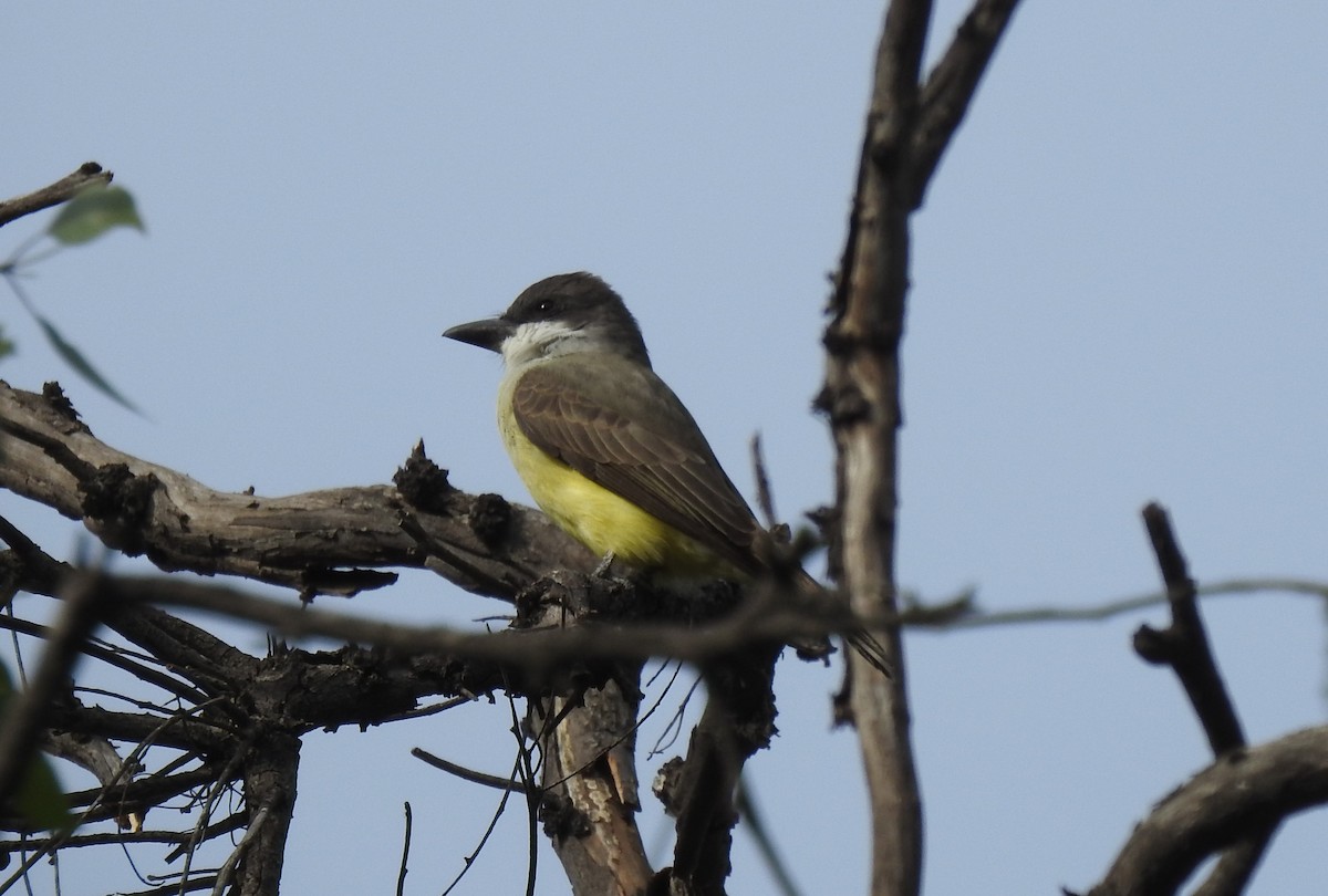 eBird Checklist - 30 Nov 2023 - Griffith Park--Wilson & Harding Golf ...