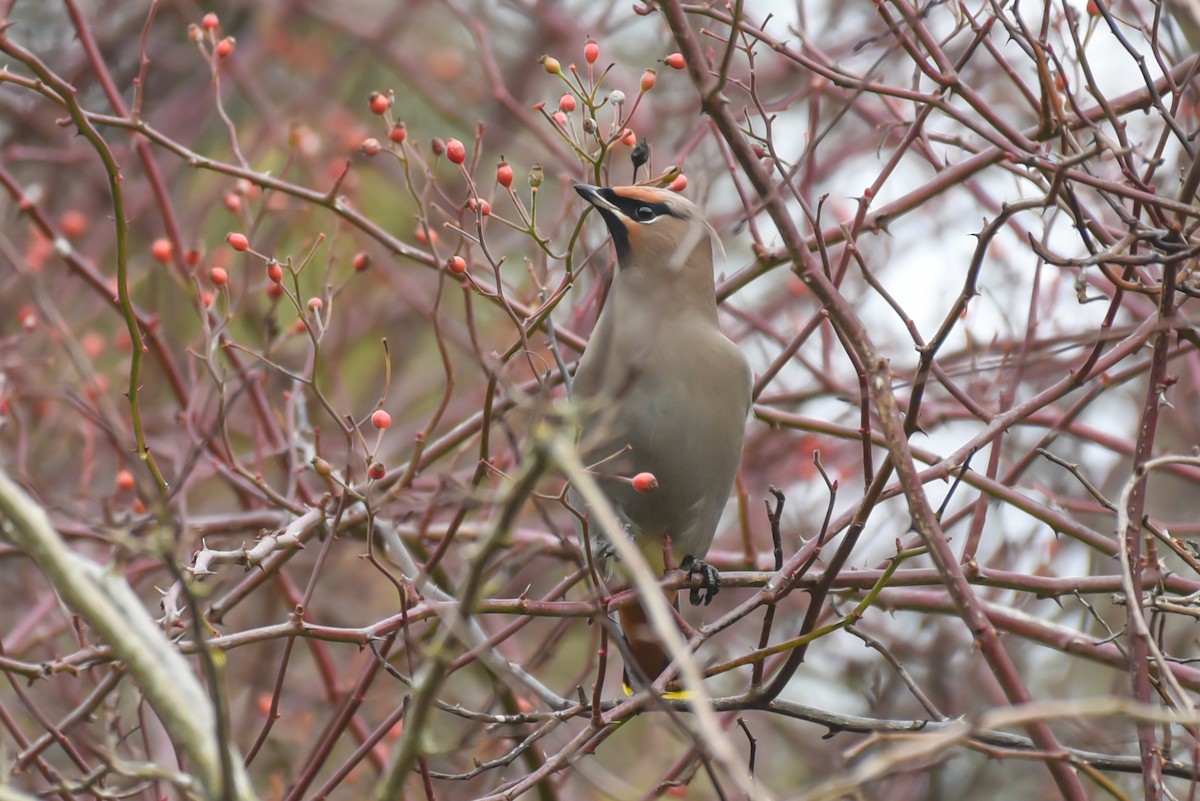 eBird Checklist - 30 Nov 2023 - Richmond--Terra Nova - 27 species