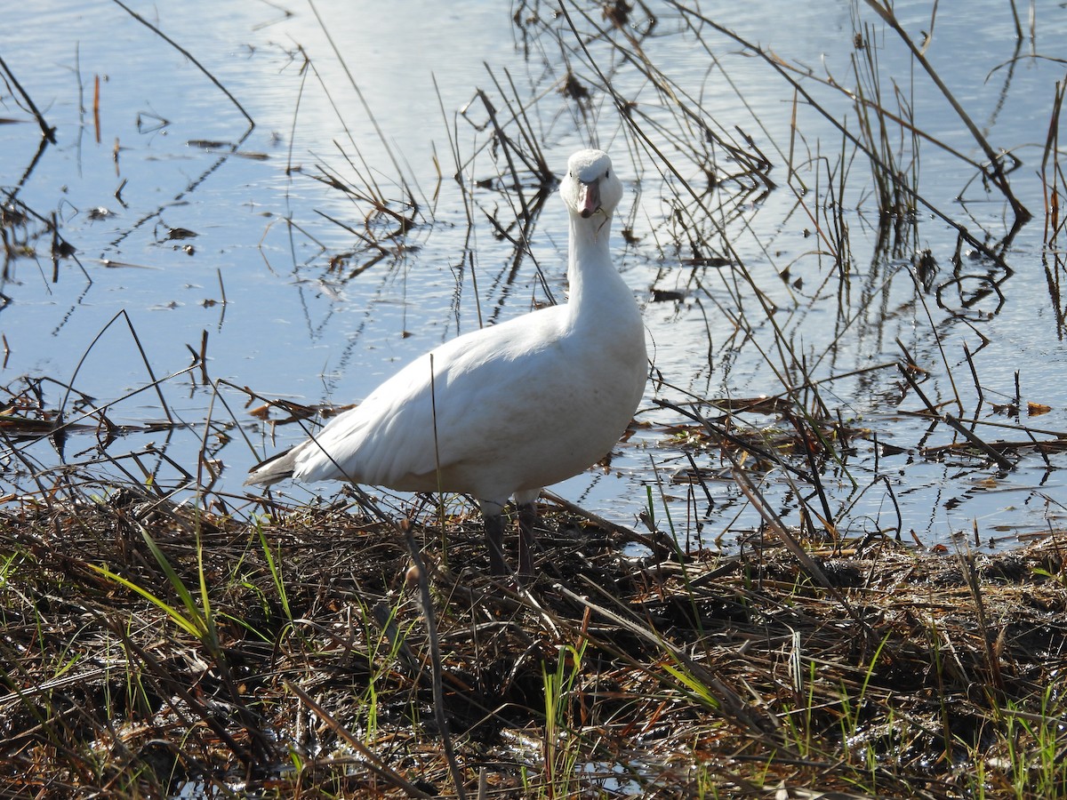 eBird Checklist - 30 Nov 2023 - T.M. Goodwin WMA--Broadmoor Unit - 73 ...