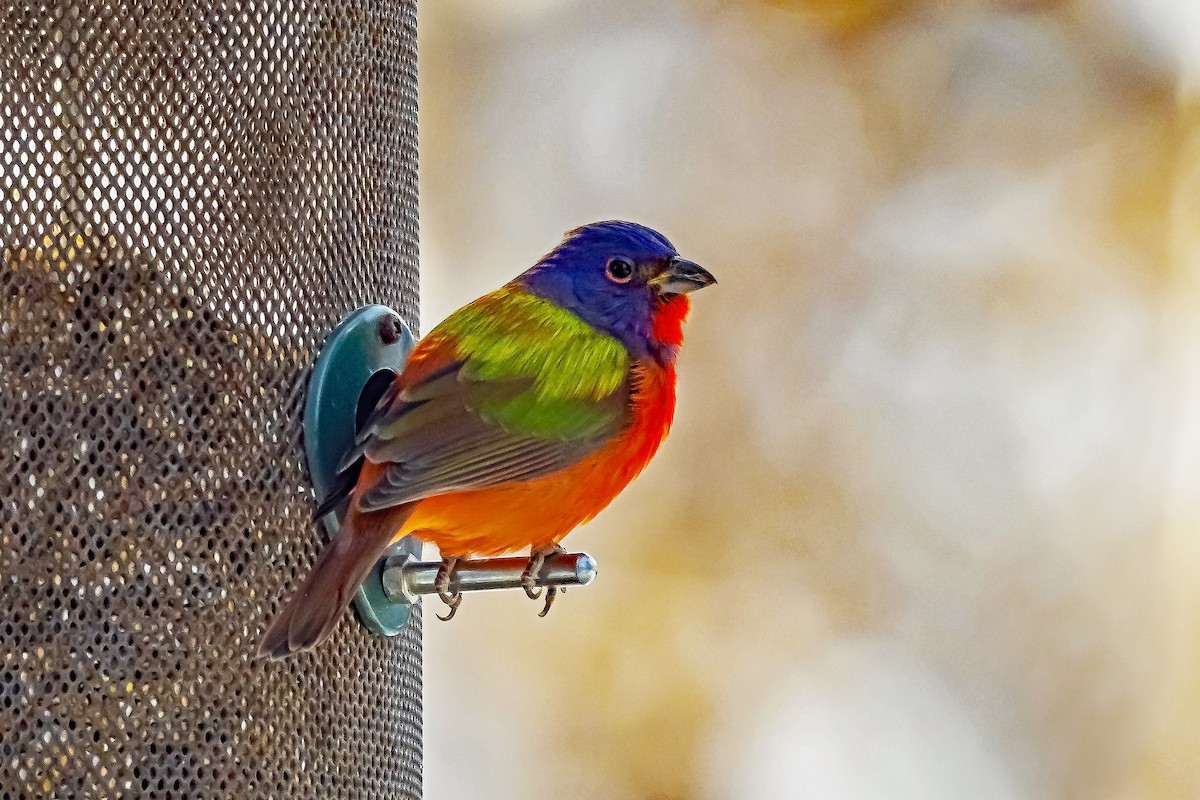 eBird Checklist - 30 Nov 2023 - Côte de l'anse - 2 species