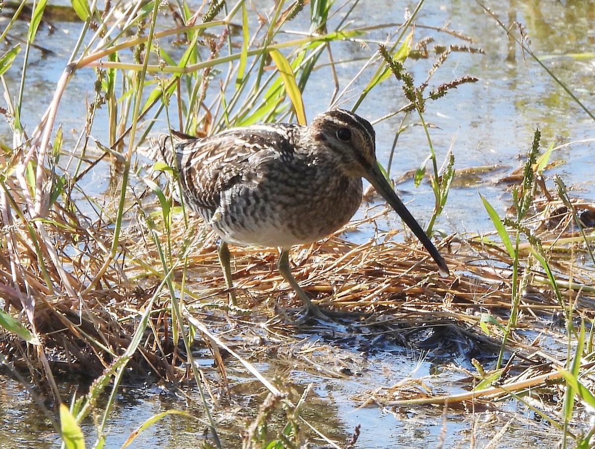 eBird Checklist - 30 Nov 2023 - Riparian Preserve at Gilbert Water ...