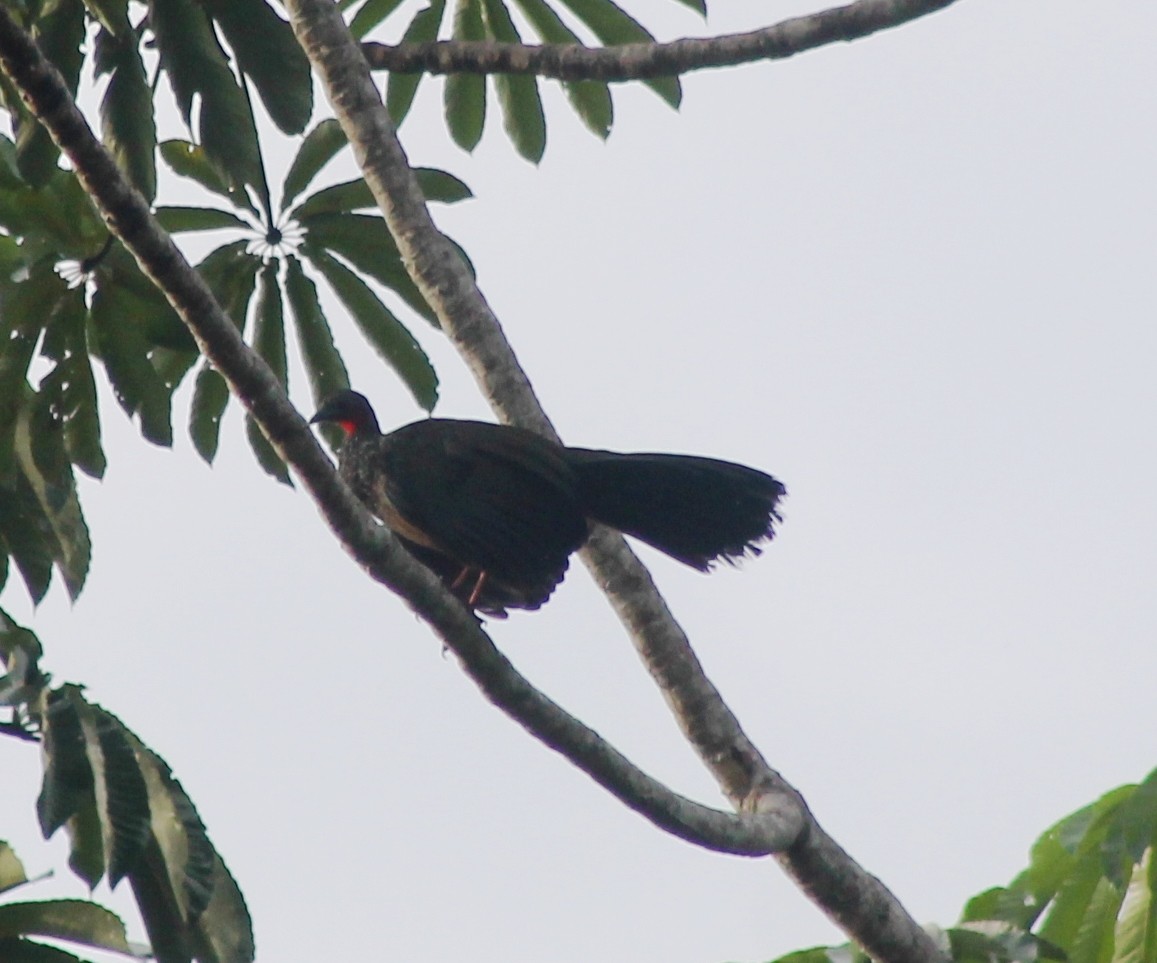 eBird Checklist - 6 Sep 2017 - Tiputini Biodiversity Station (área ...