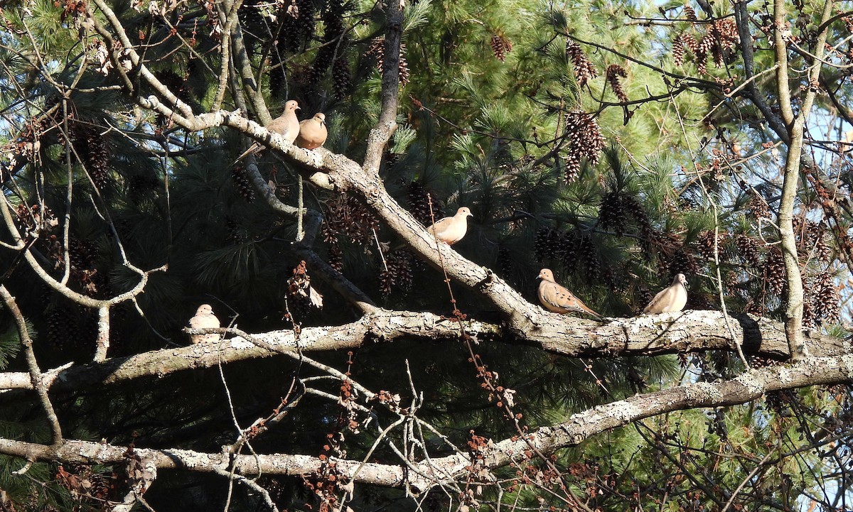 Mass Audubon eBird Checklist - 30 Nov 2023 - Forest Hills Cemetery - 25 ...