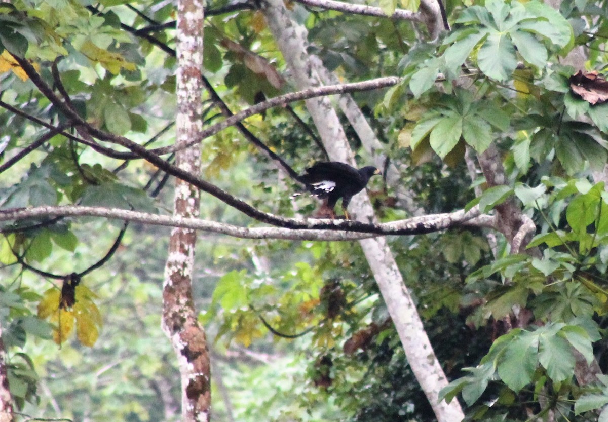 eBird Checklist - 7 Sep 2017 - Tiputini Biodiversity Station (área ...